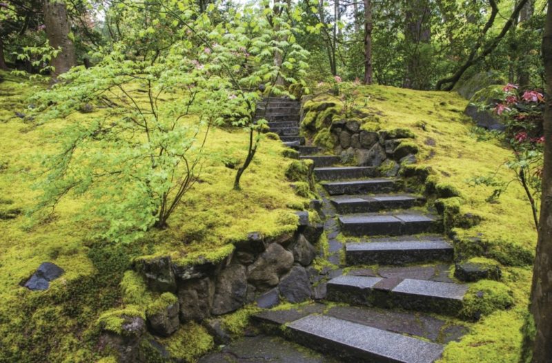 Make the Most of Your Shade Garden - TruNorth Landscaping