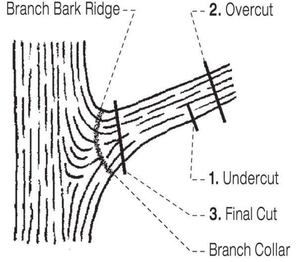 Pruning 101: The Basics-How? - TruNorth Landscaping