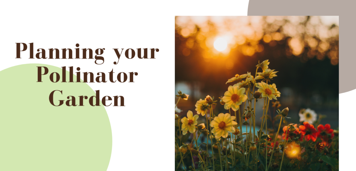 Planning your Pollinator Garden - TruNorth Landscaping