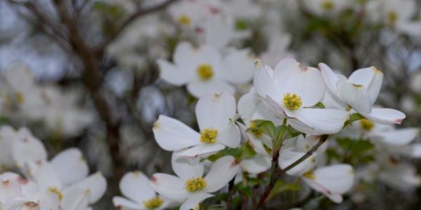 The Best Plantings for Year-Round Color and Interest in Northern ...