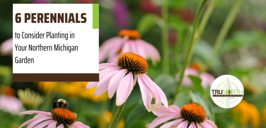 6 Great Perennial Flowers to Plant in Northern Michigan - TruNorth ...