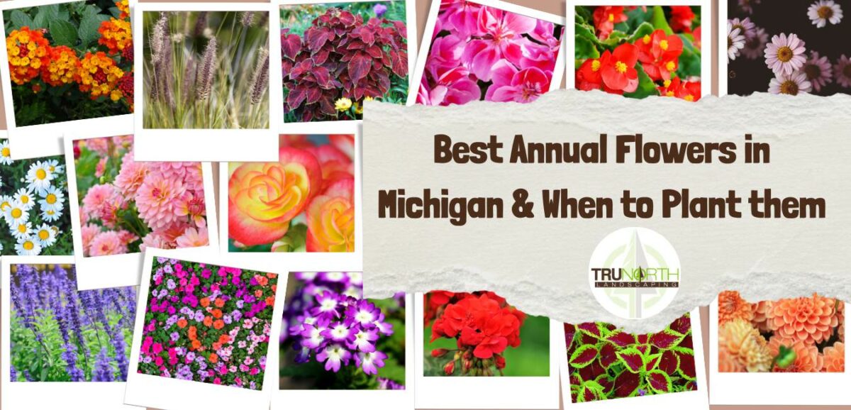 Best Annual Flowers in Michigan & When to Plant Them - TruNorth Landscaping